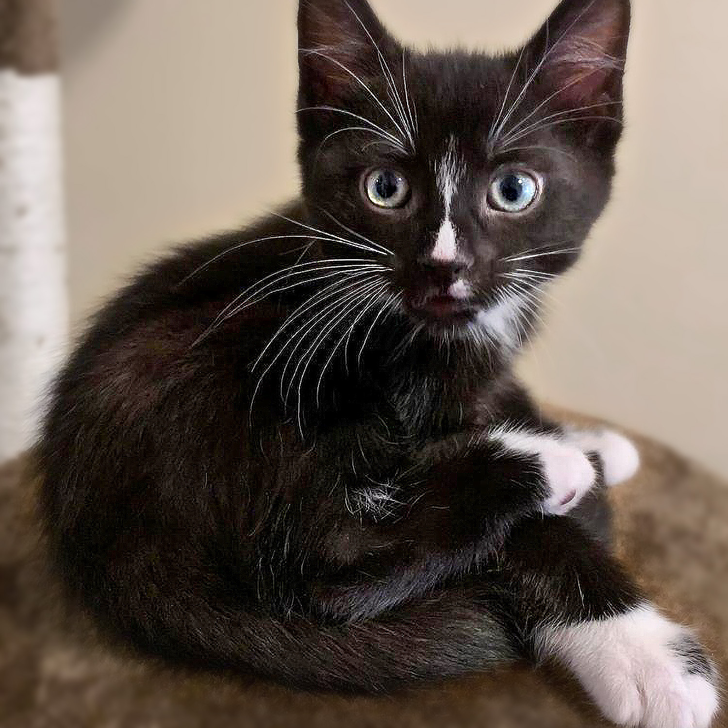 Search -- Furry Friends Barrie