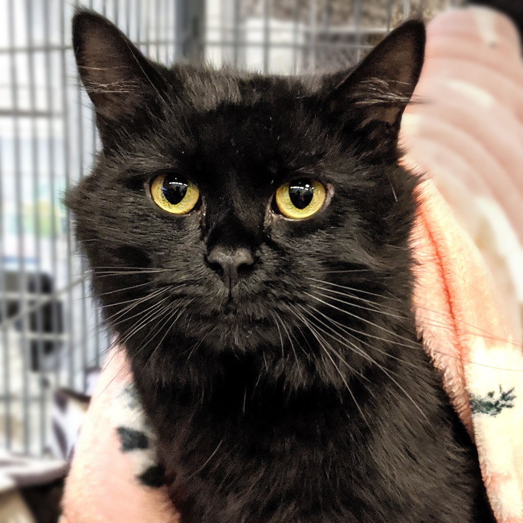 Volunteer -- Furry Friends Barrie