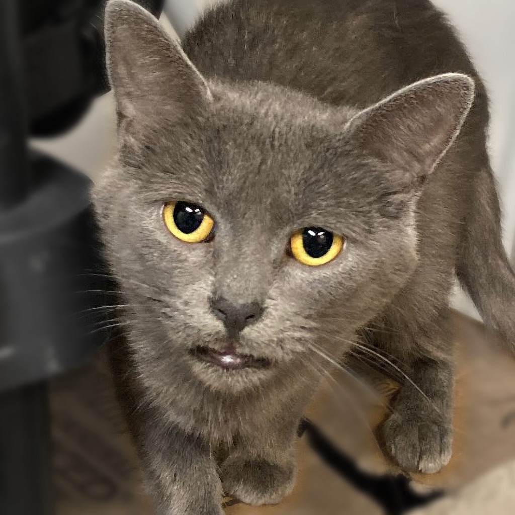 Volunteer -- Furry Friends Barrie