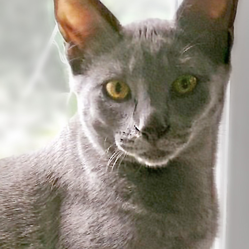 Adoption -- Furry Friends Barrie