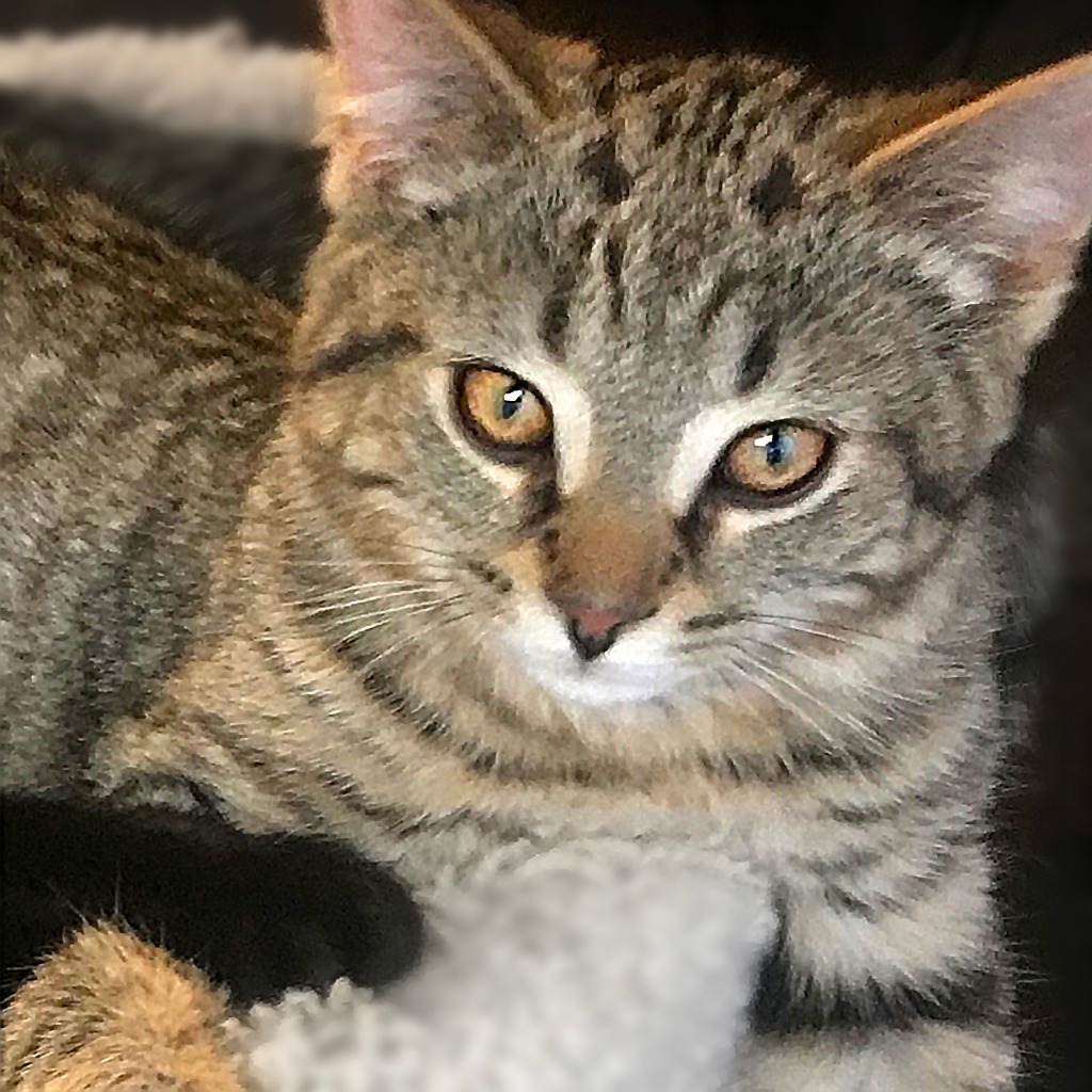 Search -- Furry Friends Barrie