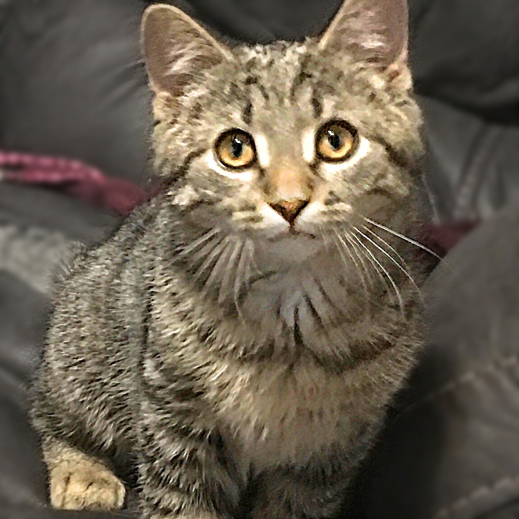 Volunteer -- Furry Friends Barrie