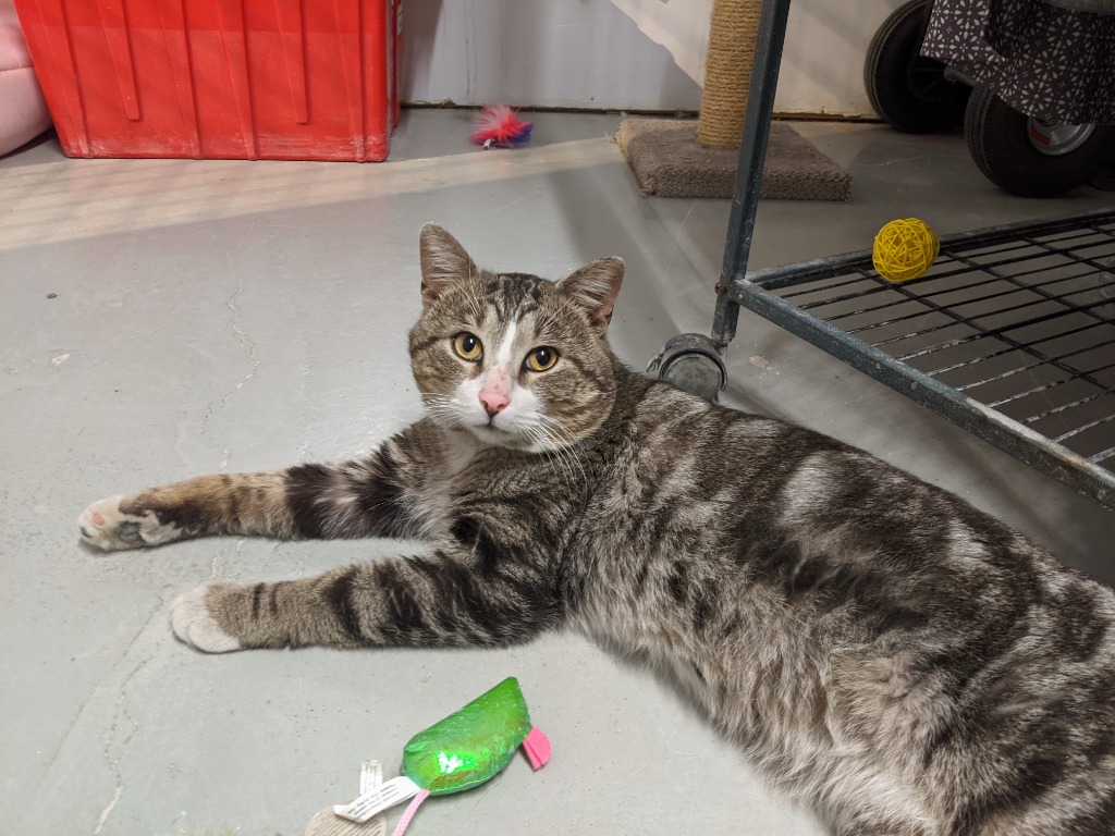 Adoption Form -- Furry Friends Barrie