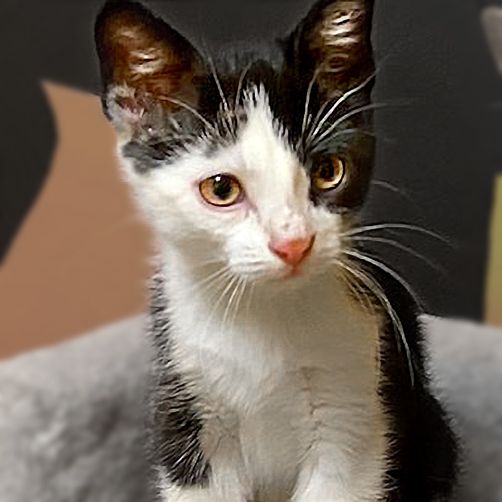 Adoption Form -- Furry Friends Barrie