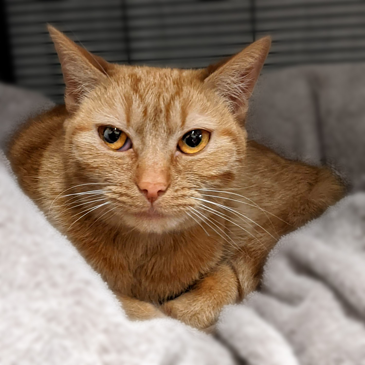 Adoption -- Furry Friends Barrie