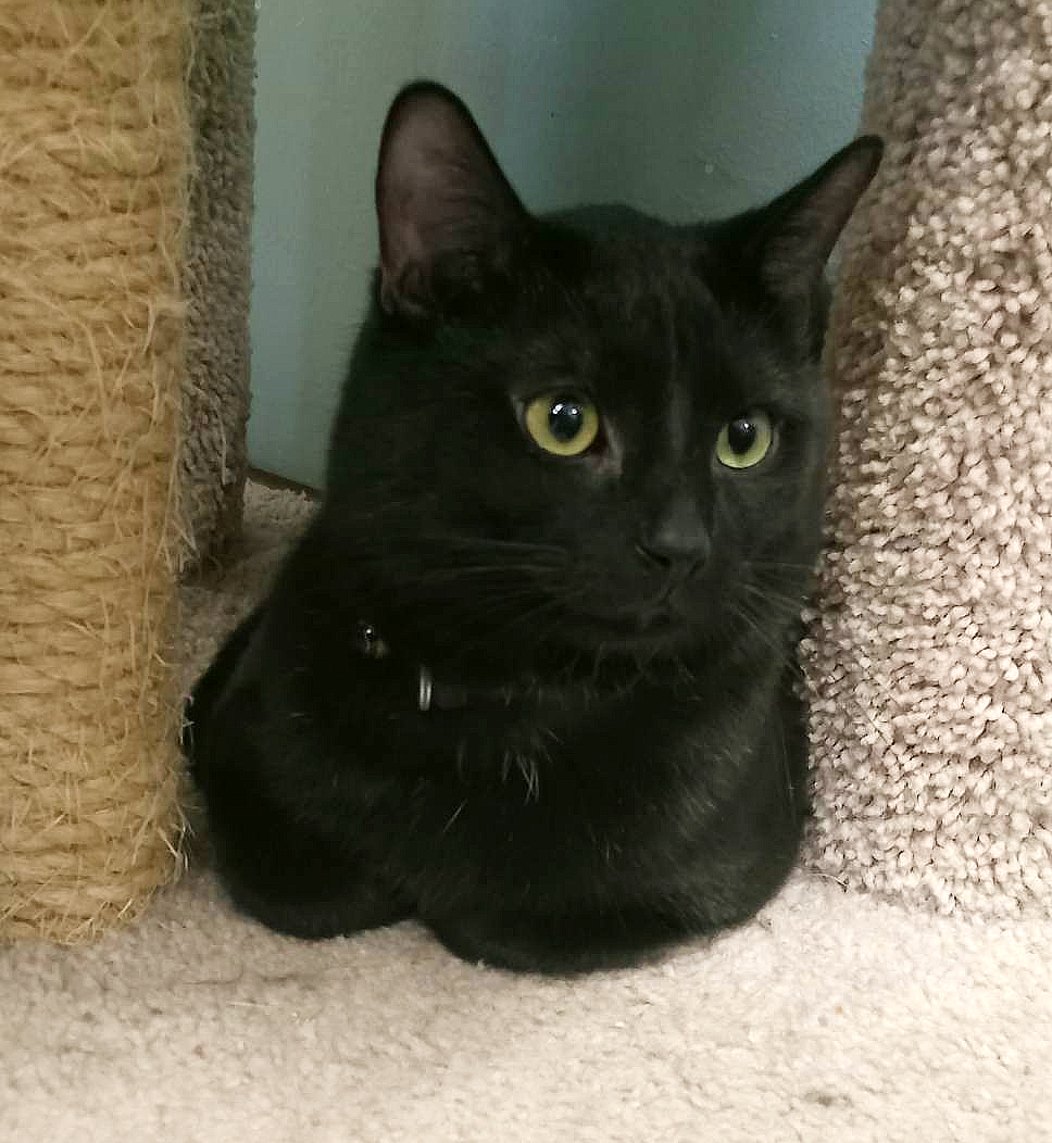 Adoption -- Furry Friends Barrie