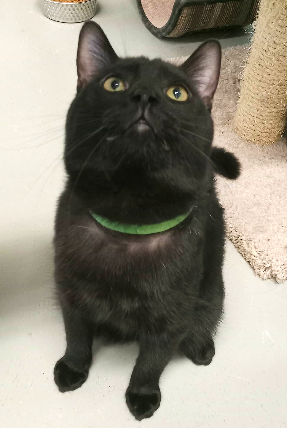 Adoption -- Furry Friends Barrie