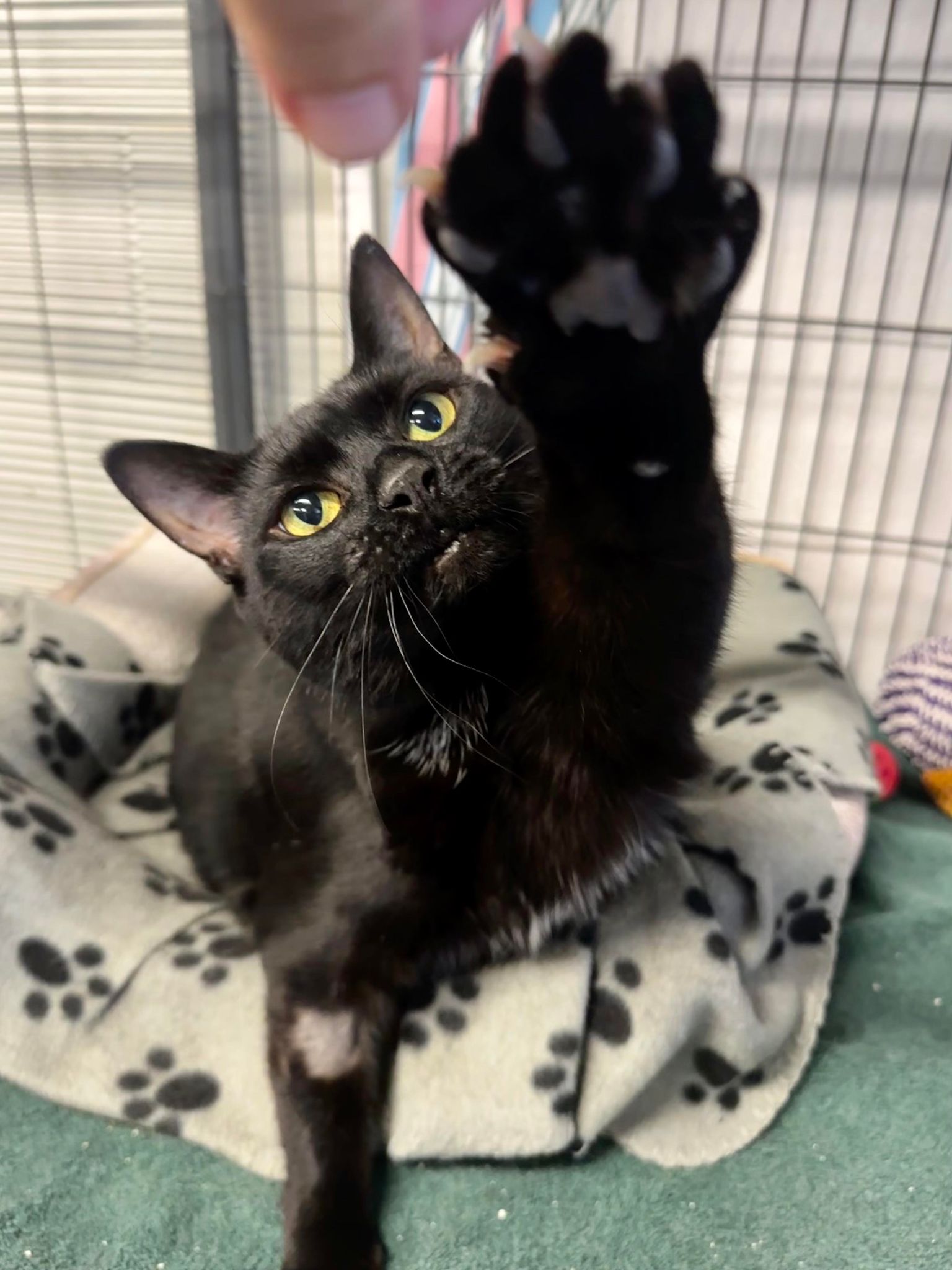 Volunteer -- Furry Friends Barrie