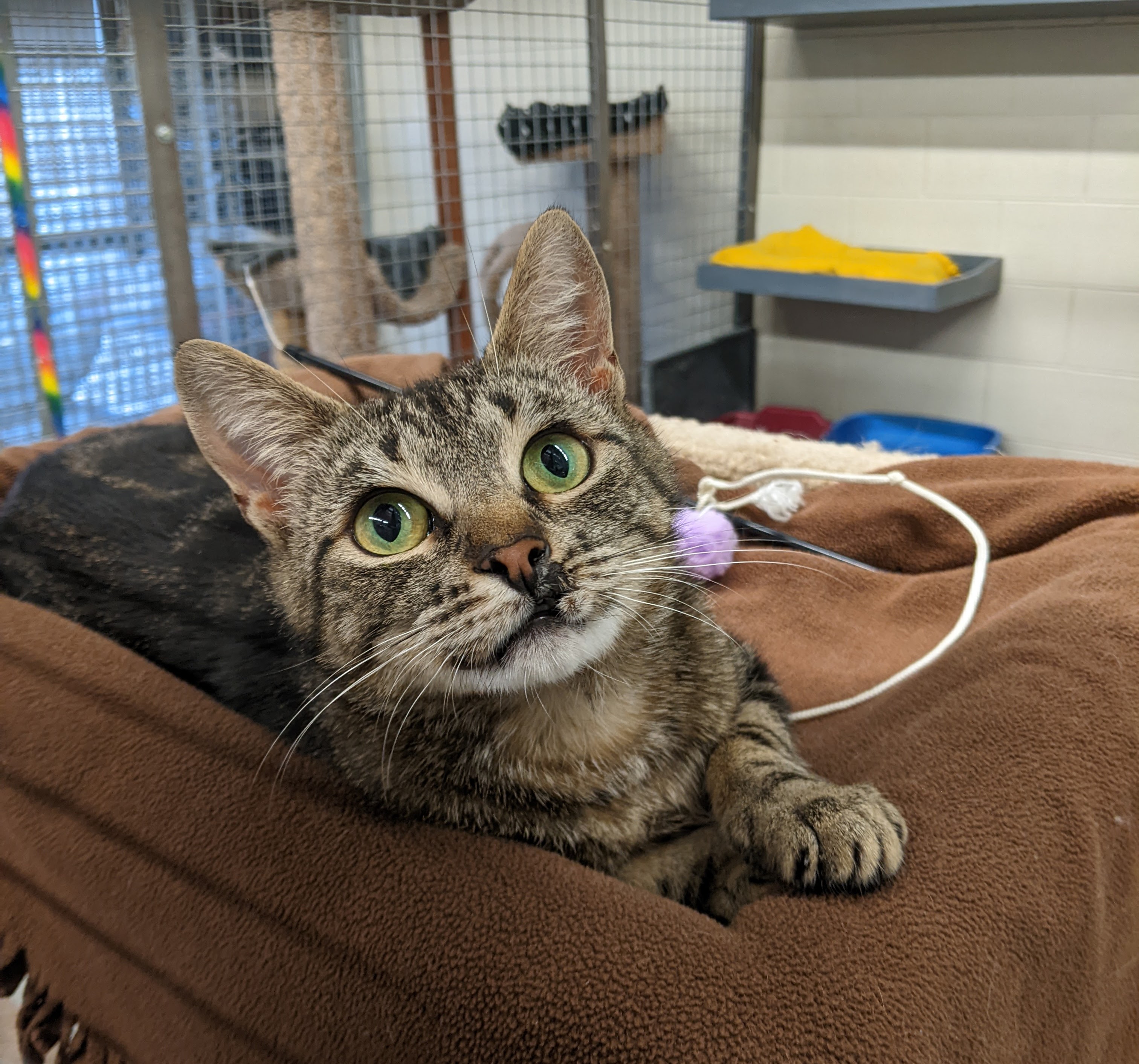 Search -- Furry Friends Barrie