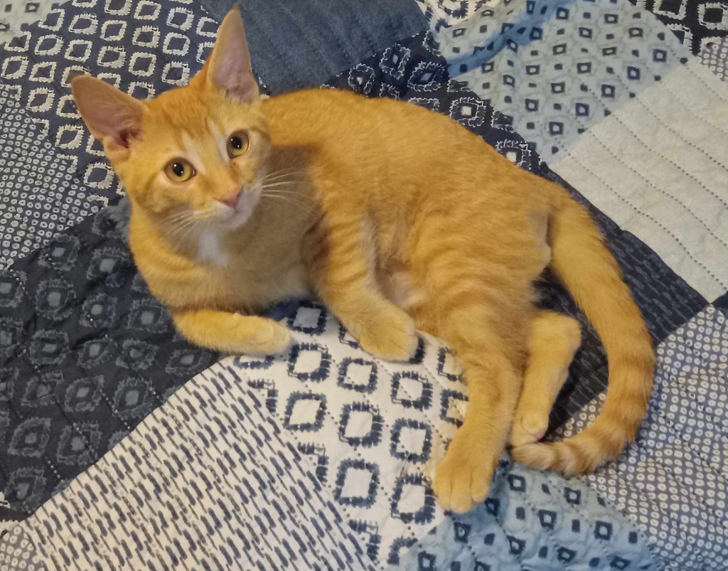 Adoption -- Furry Friends Barrie