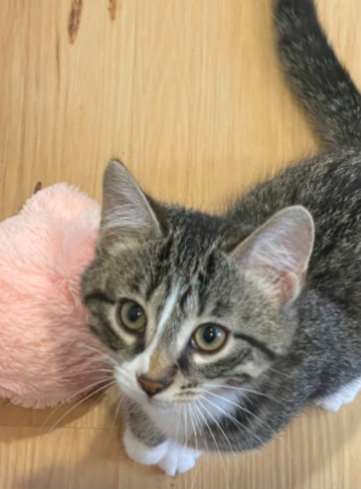 Adoption -- Furry Friends Barrie