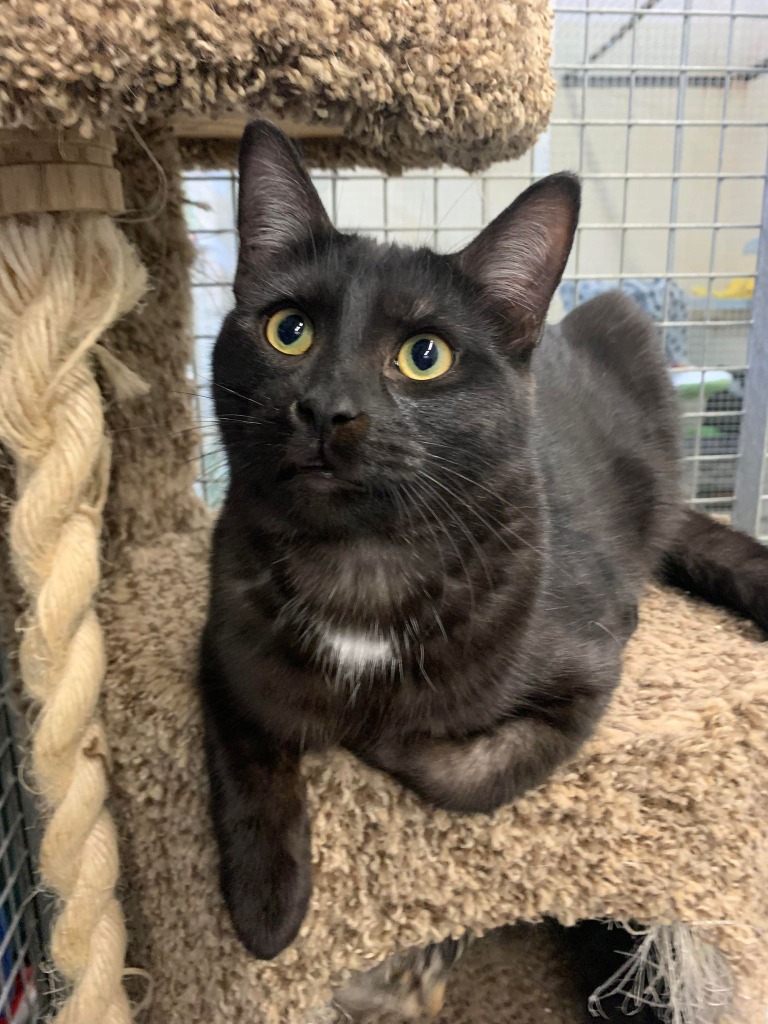 Adoption -- Furry Friends Barrie