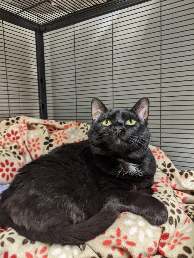 Adoption -- Furry Friends Barrie