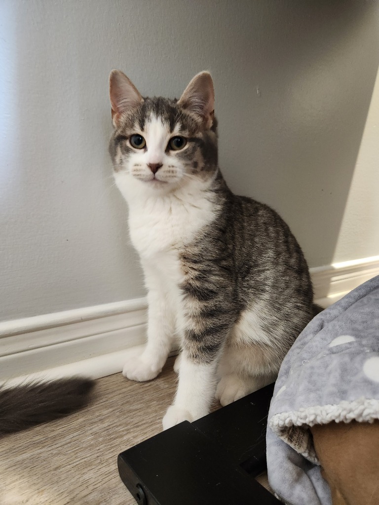 Donate -- Furry Friends Barrie