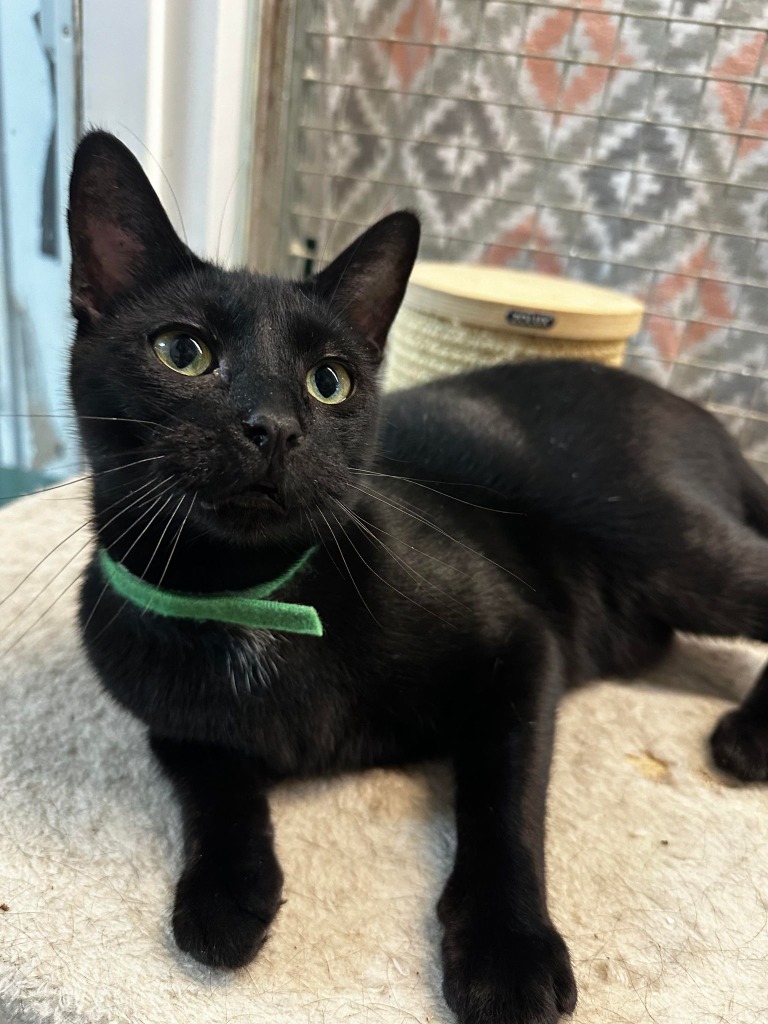 Adoption -- Furry Friends Barrie