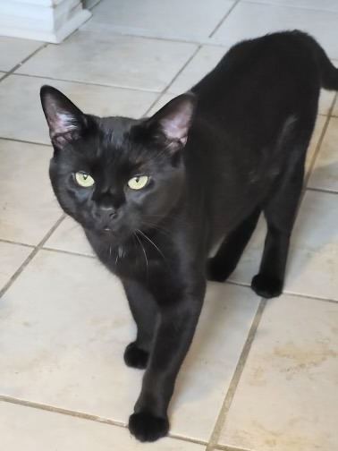 Adoption -- Furry Friends Barrie