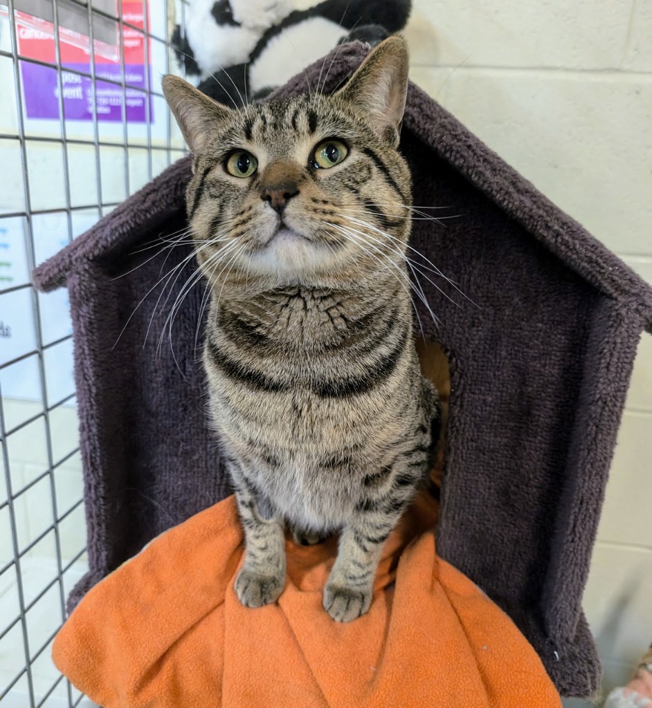 Volunteer -- Furry Friends Barrie