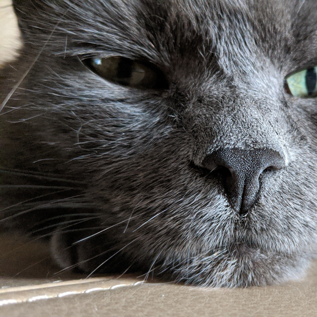 Lost and Found -- Furry Friends Barrie