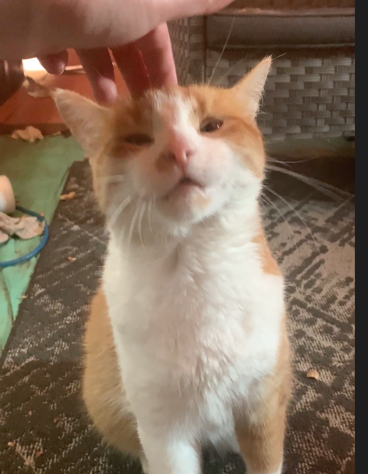 Lost and Found -- Furry Friends Barrie